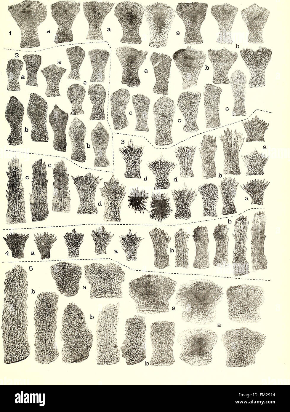 This 1920 work focuses on the classification and illustration of ...