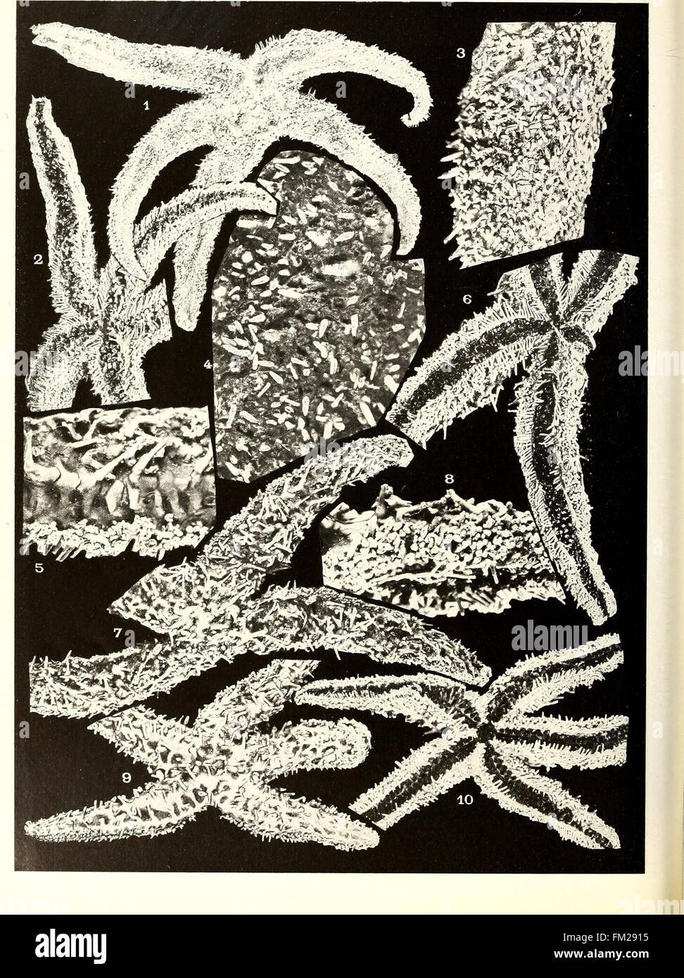This 1920 work explores the class Asteroidea within Echinodermata ...