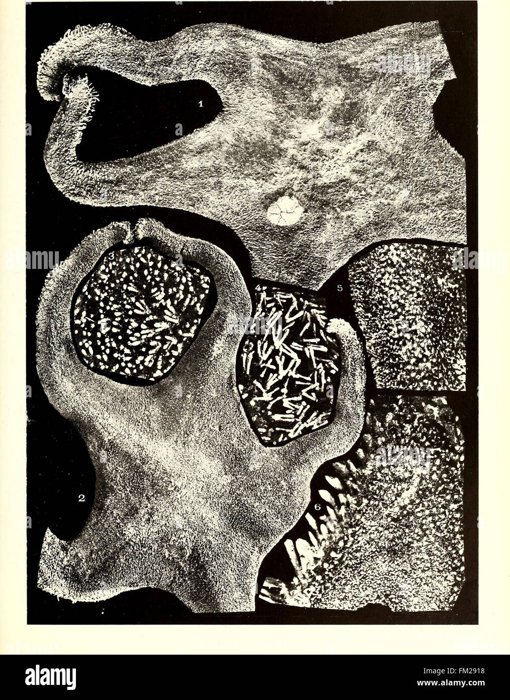 'Echinodermata Asteroidea' (1920) explores the classification and ...