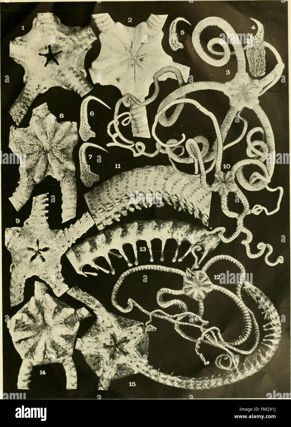 Echinodermata Ophiuroidea (1922 Stock Photo - Alamy