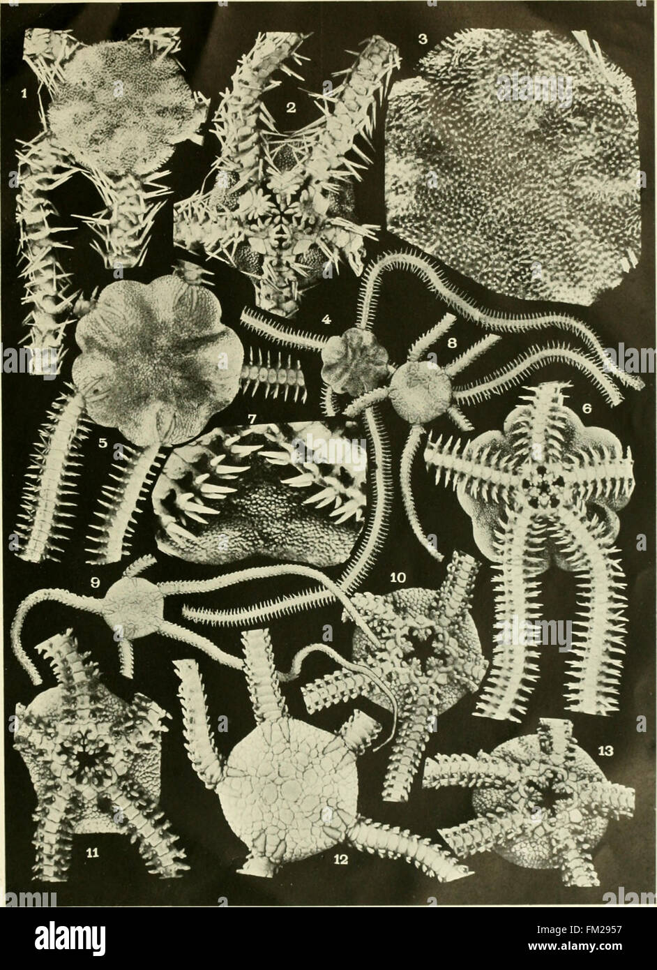 This 1922 study focuses on the class Ophiuroidea, a group of ...