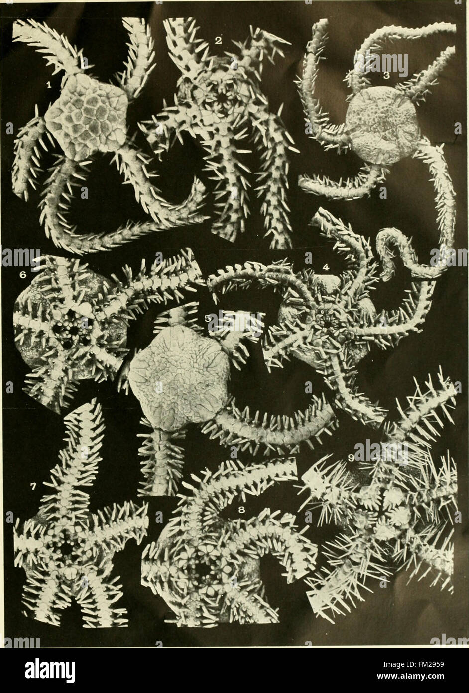 Phylum echinodermata classification hi-res stock photography and images ...