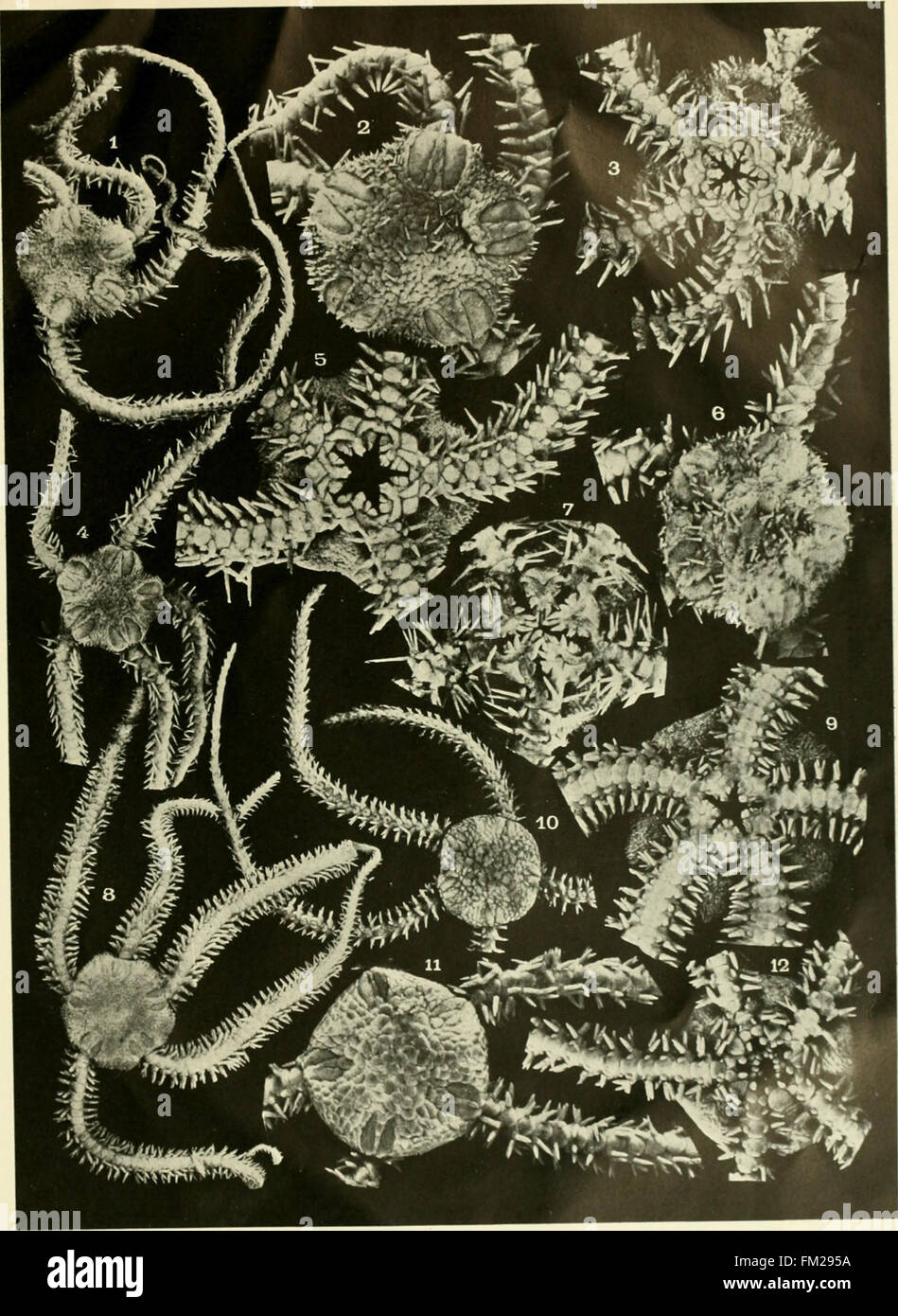 This illustration from 1922 focuses on the Ophiuroidea class within the ...