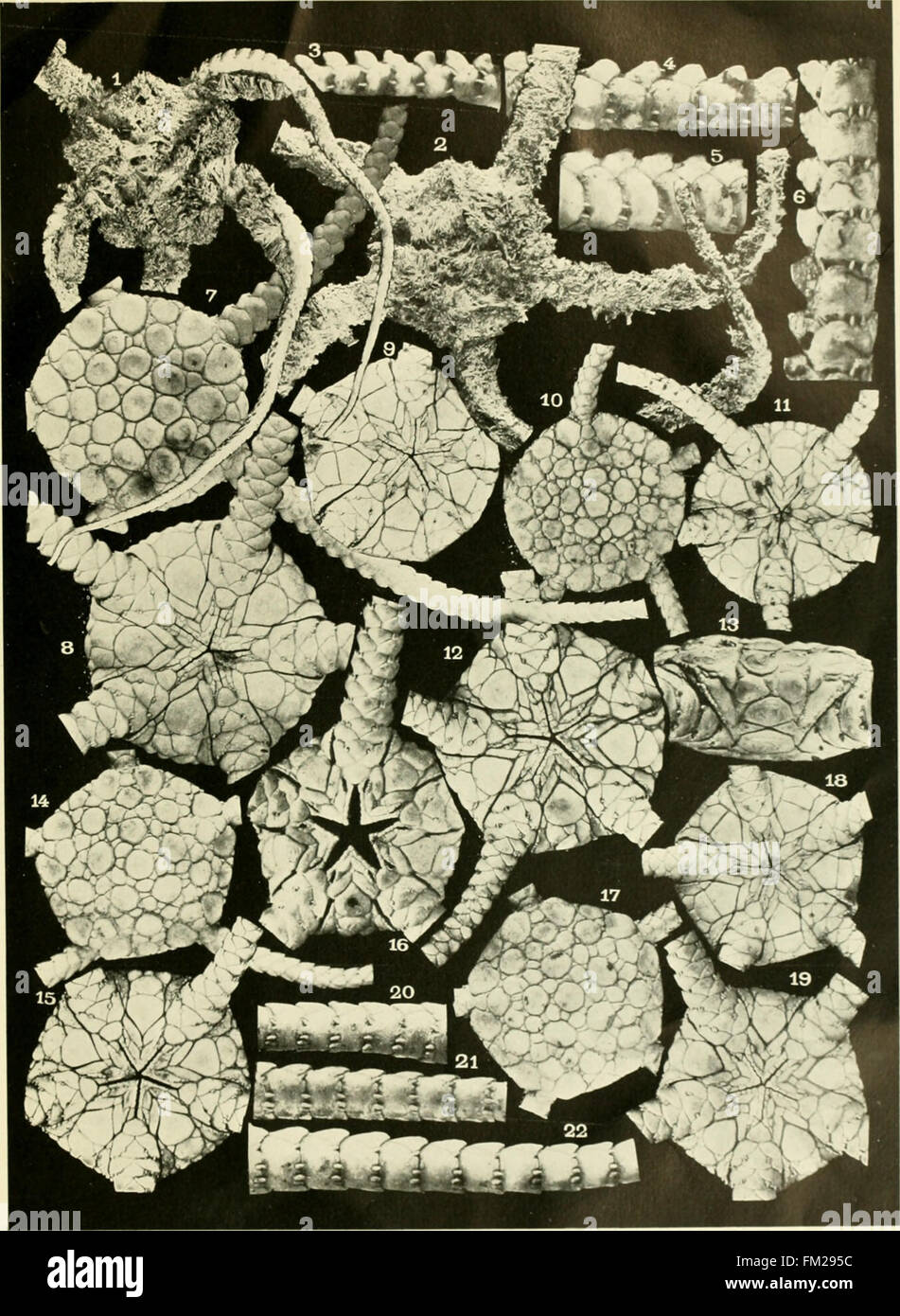 'Echinodermata Ophiuroidea' (1922) is a detailed study on the class of ...