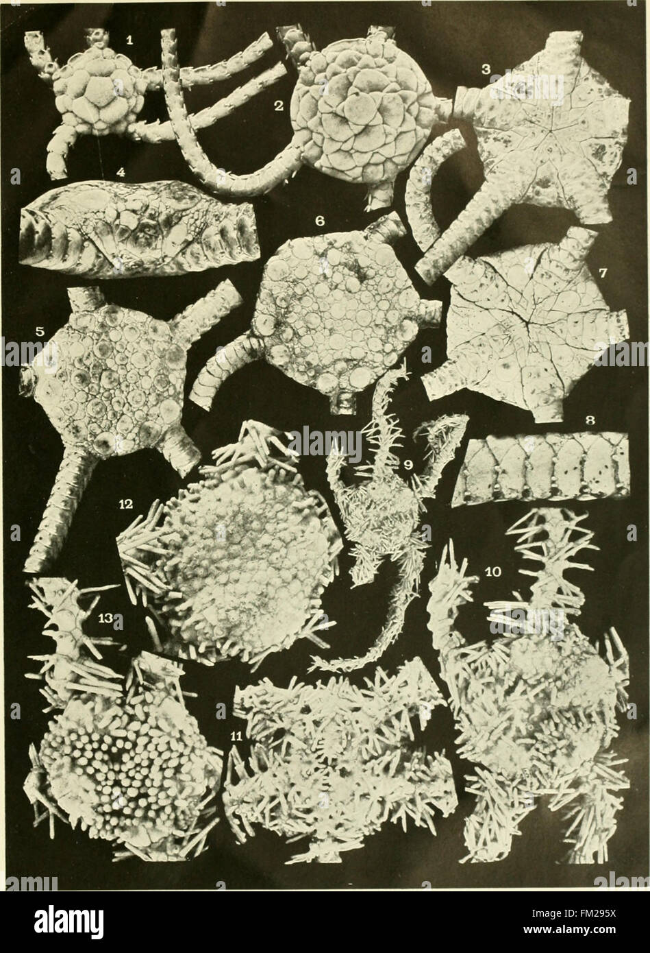 This work provides a detailed study of the Ophiuroidea class within the ...