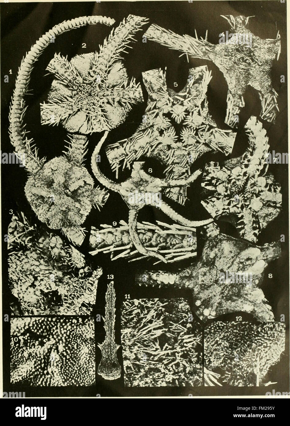 This work covers Ophiuroidea, a class of echinoderms, featuring ...