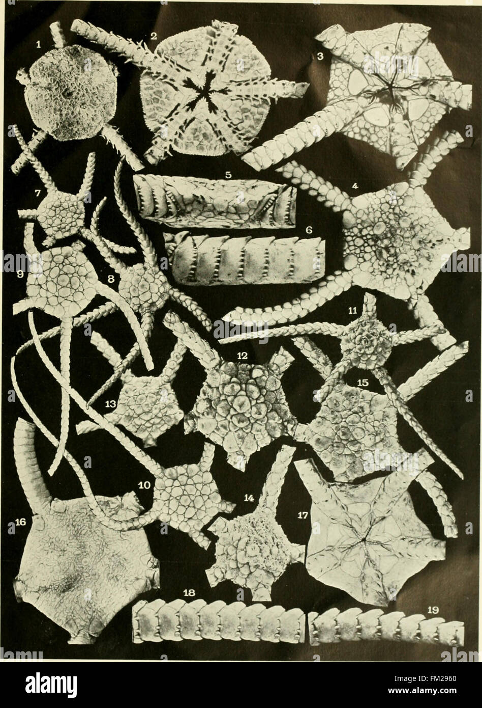 Understanding echinoderm anatomy hi-res stock photography and images ...