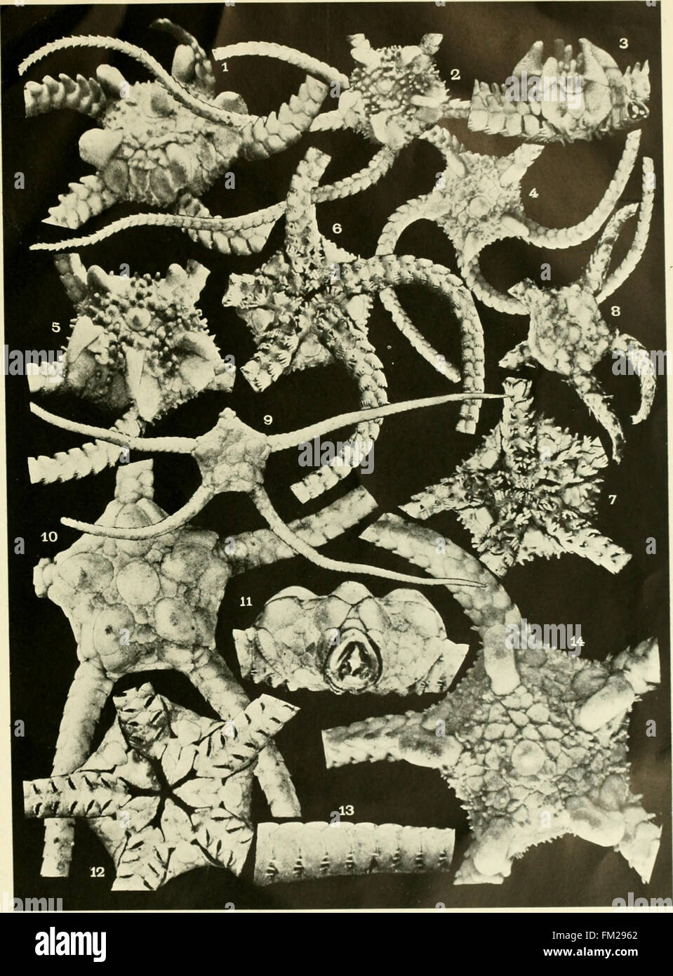 A scientific illustration from 1922 focusing on Ophiuroidea, a class ...