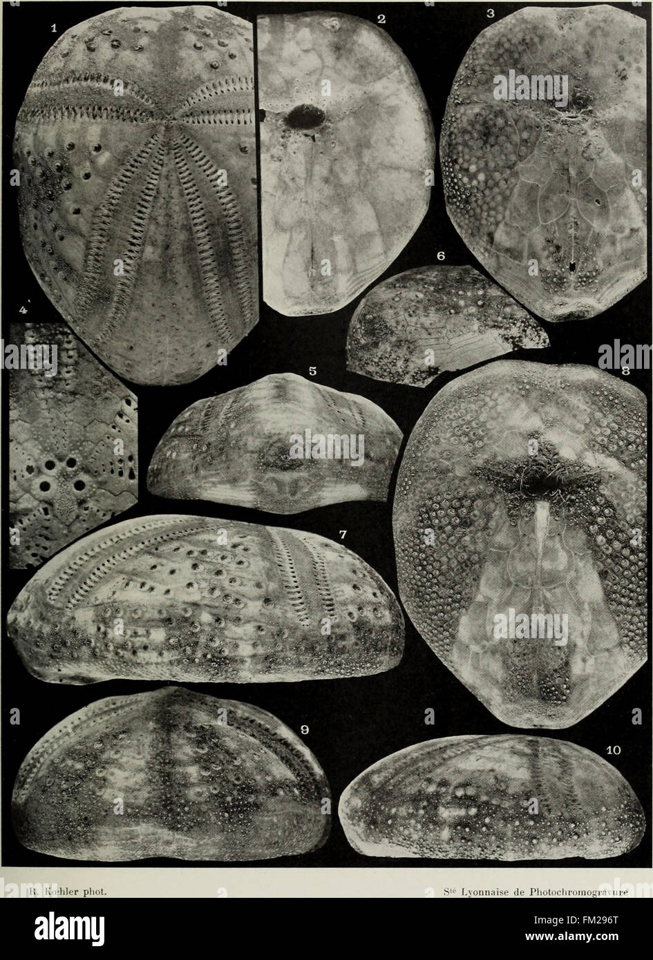 This 1912 work documents the collection of echinoderms from the Indian ...