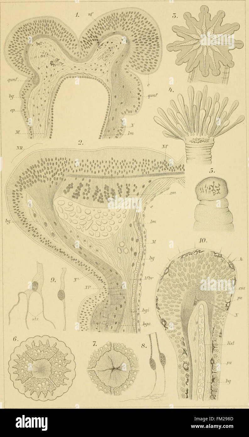 *Echinodermen* (1889) focuses on the classification and biology of ...