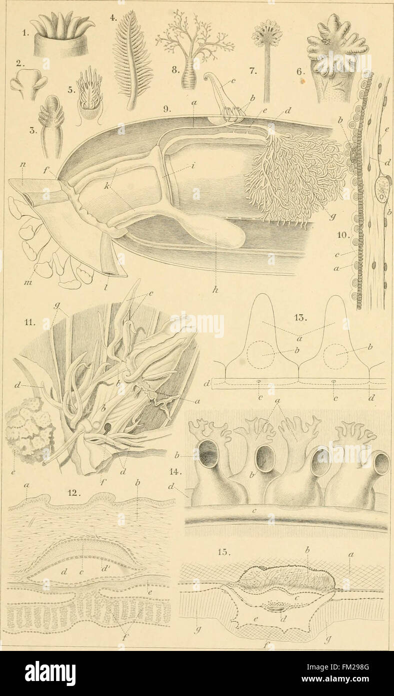 An 1889 study on echinoderms (spiny-skinned animals), featuring ...