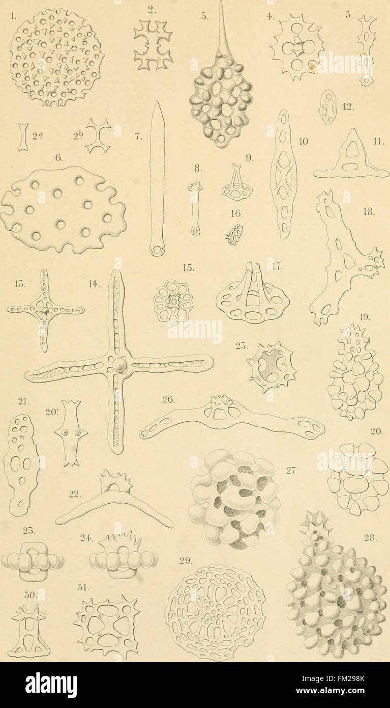 An illustration from *Echinodermen (Stachelhäuter)*, depicting various ...