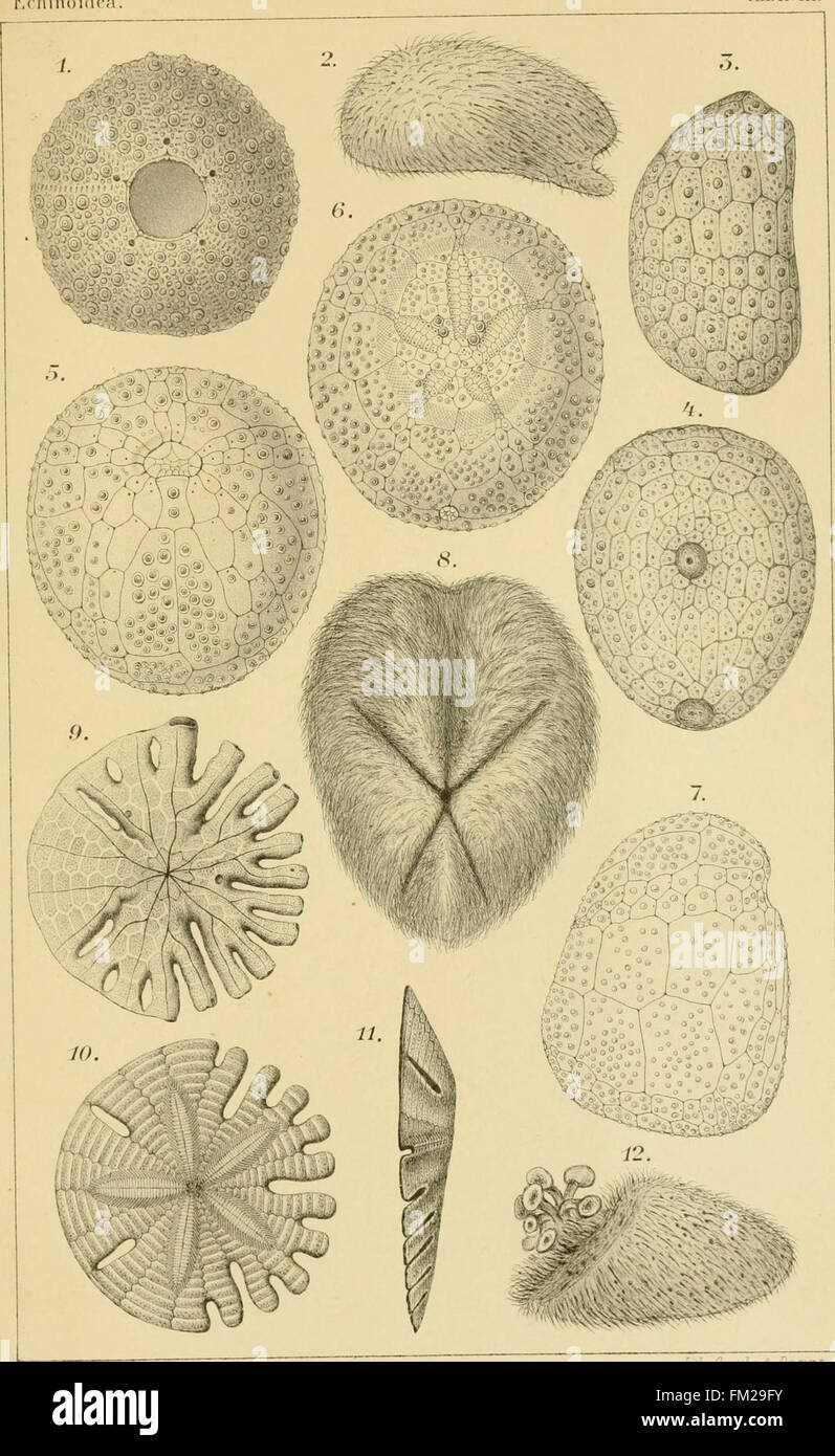 This 1889 work on echinoderms (spiny-skinned animals) presents a ...