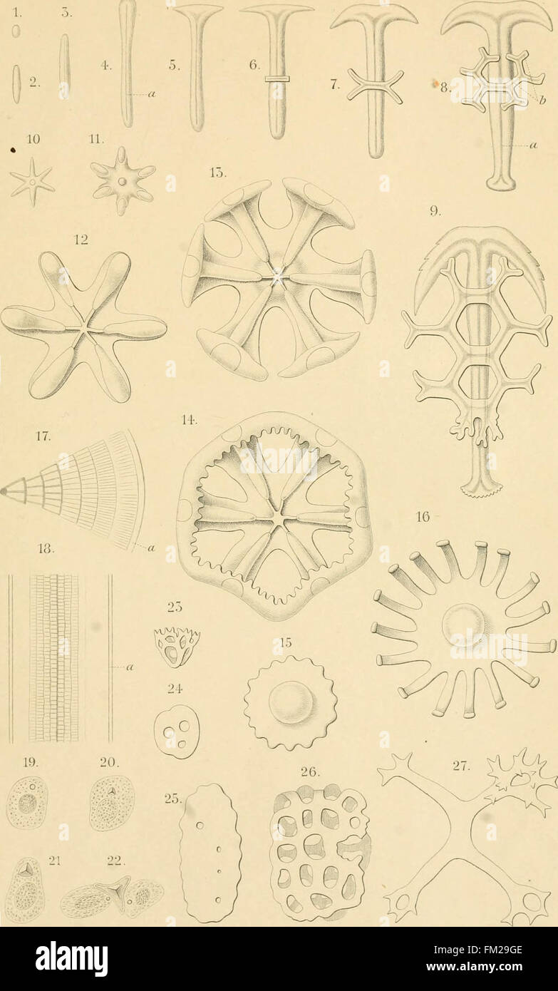 Studying echinoderm anatomy hi-res stock photography and images - Alamy