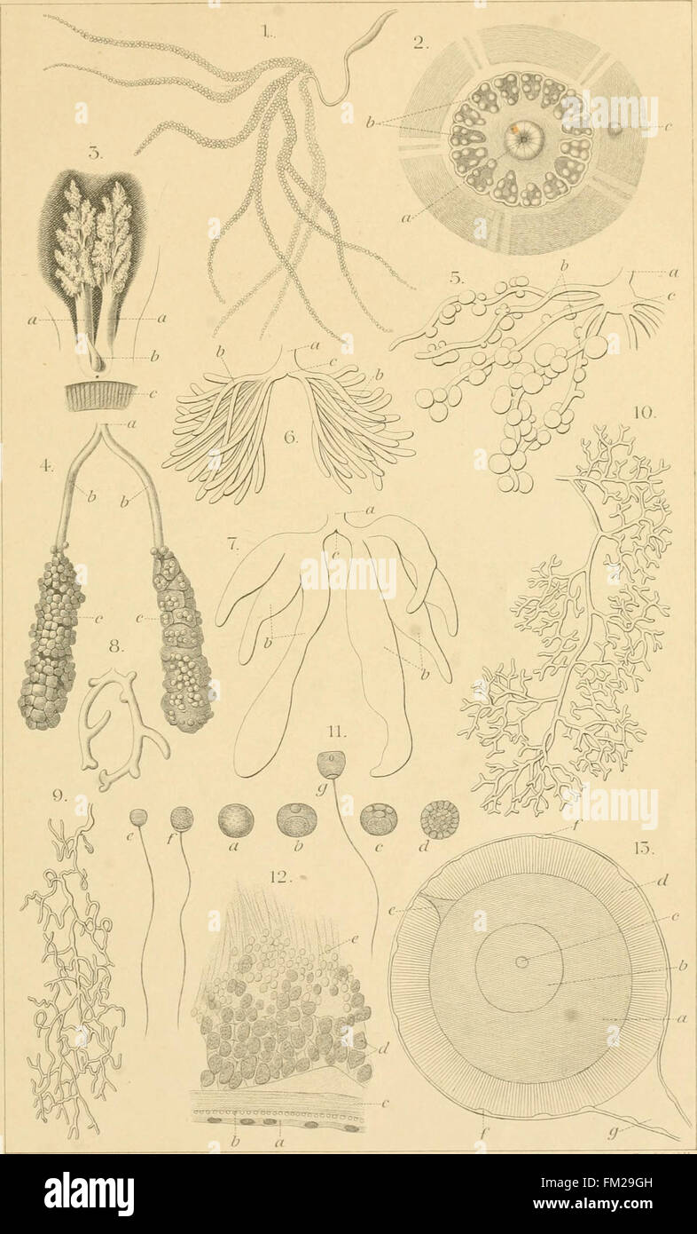 Echinodermen (Stachelhäuter) is a 1889 work focused on echinoderms ...