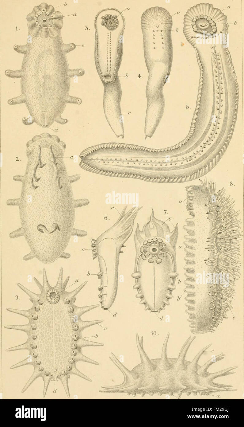 Echinodermen (Stachelhäuter) (1889) provides a detailed account of ...