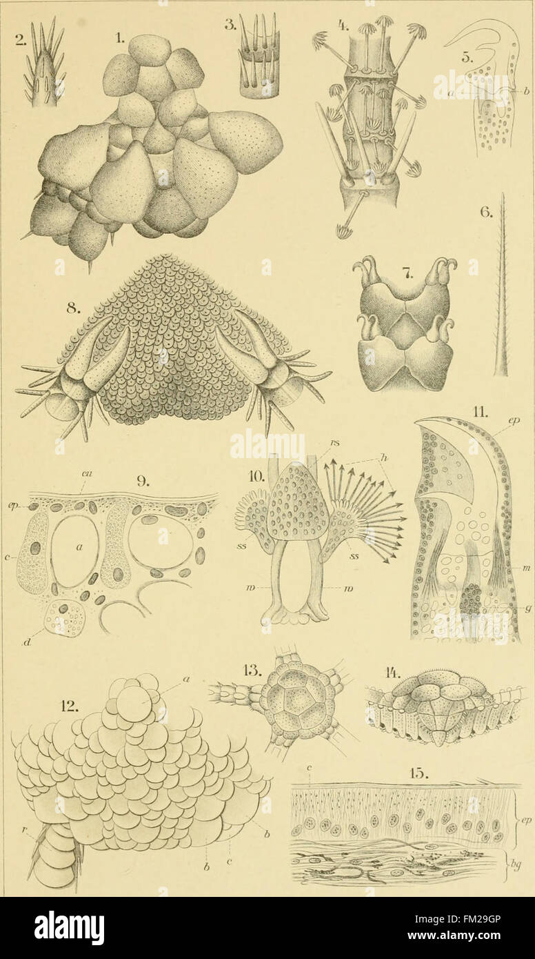 'Echinodermen' (1889) is a detailed study of echinoderms (such as ...