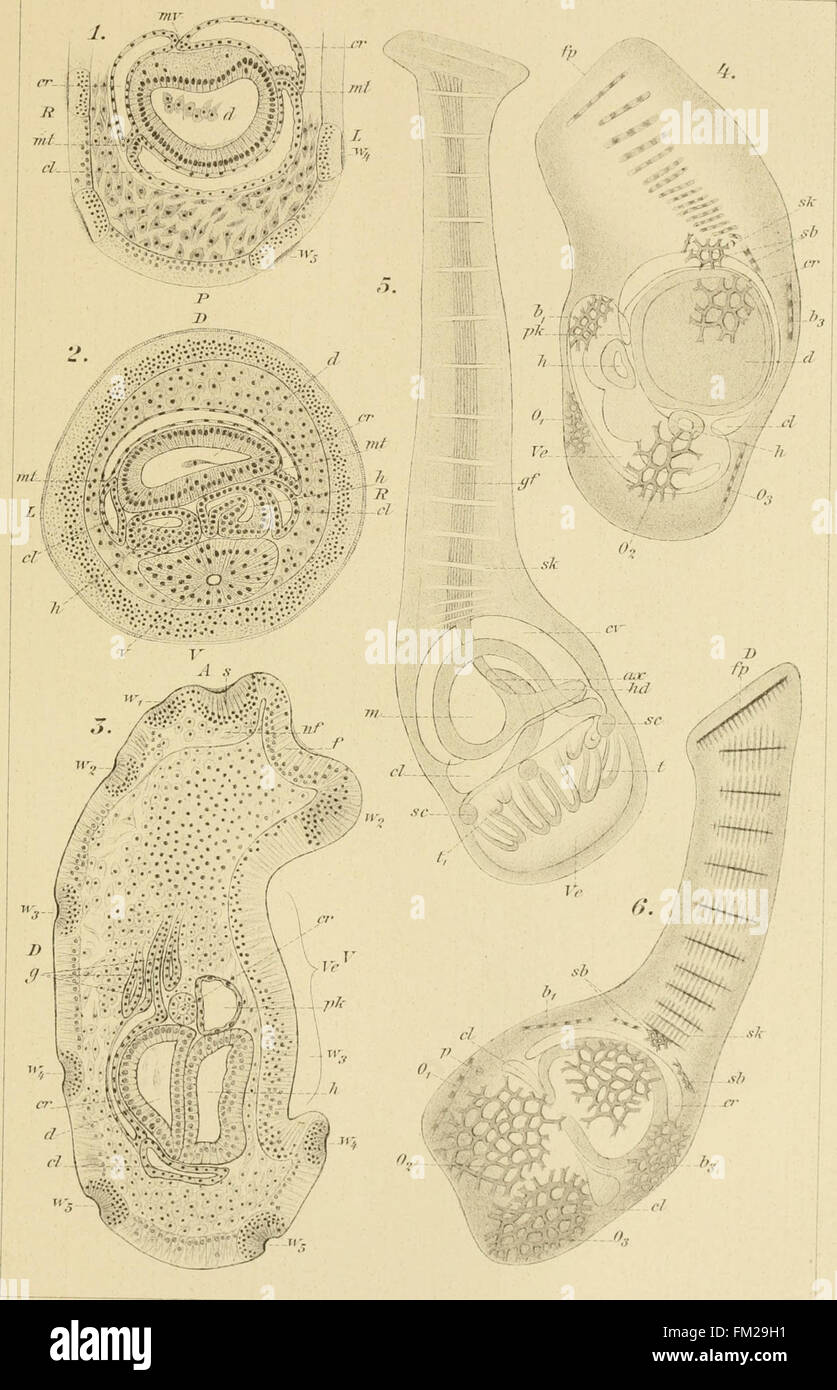 'Echinodermen' is a work from 1889 detailing the biology and ...