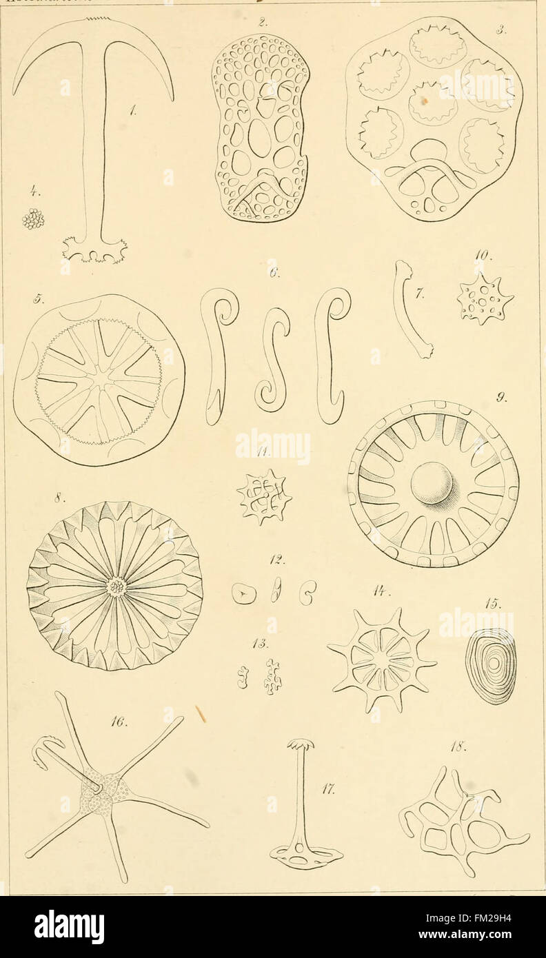 An 1889 work focused on echinoderms (spiny-skinned marine animals ...