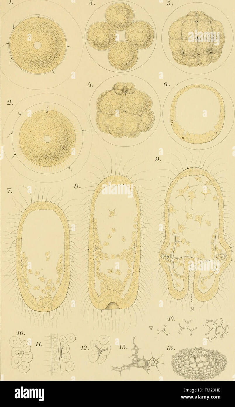 *Echinodermen (Stachelhäuter)* (1889) provides detailed illustrations ...