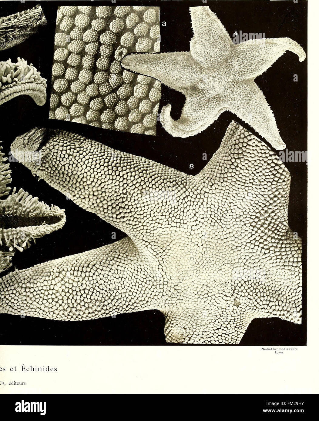 Echinodermes (astC3A9ries, ophiures et C3A9chinides) (1912 Stock Photo ...