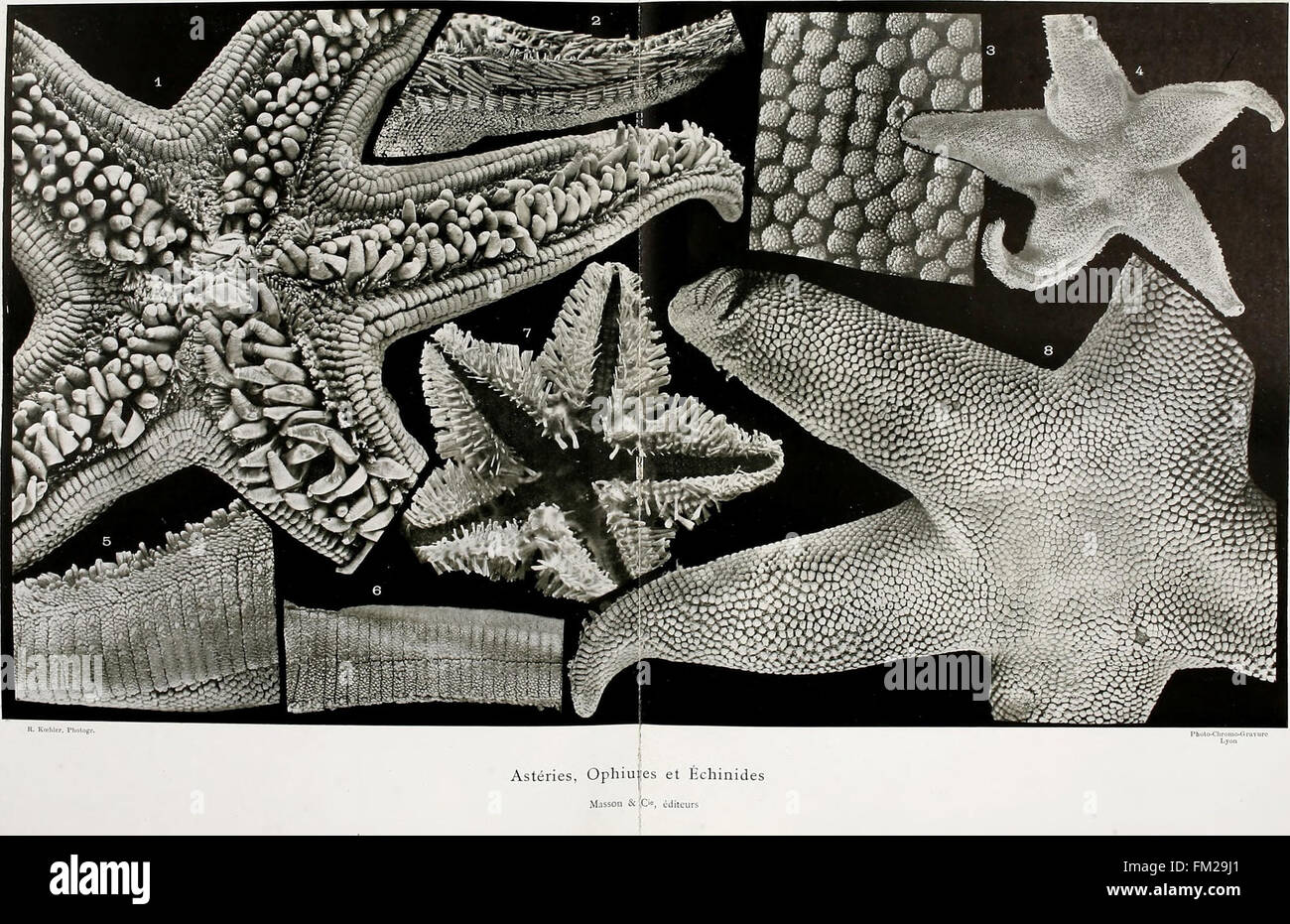 *Echinodermes* (1912) includes illustrations of sea stars (astéries ...