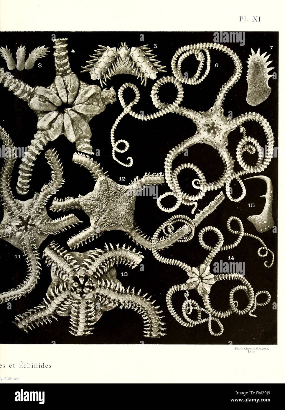 An illustration from 'Echinodermes' (1912), depicting various species ...