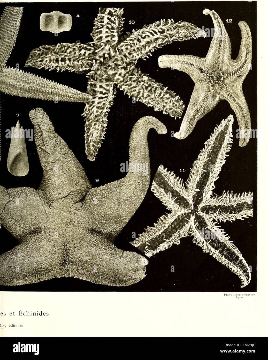 'Echinodermes' (1912) explores the diversity of echinoderms, focusing ...