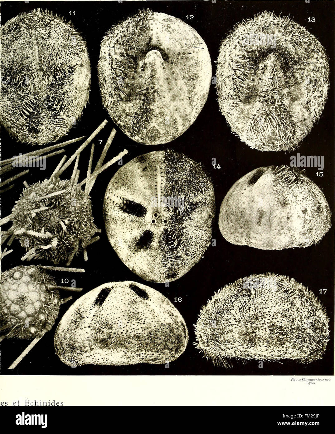 A 1912 work illustrating echinoderms, including starfish, brittle stars ...