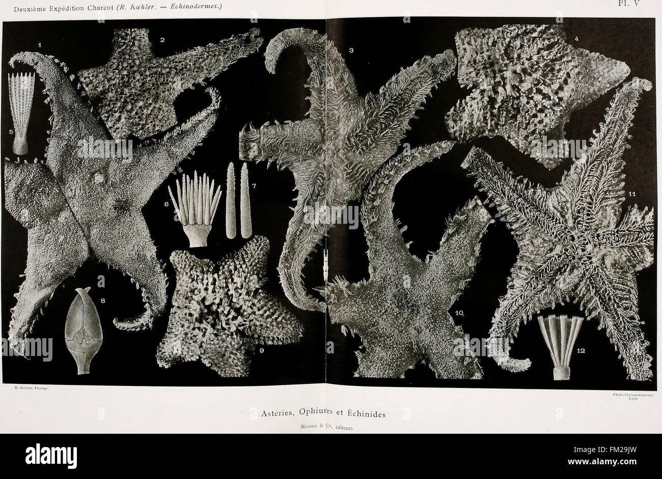 A 1912 study on echinoderms, including starfish, brittle stars, and sea ...
