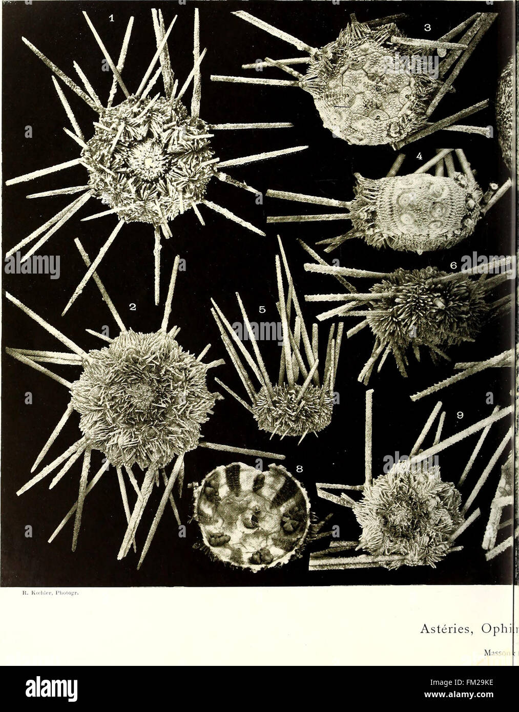 The 1912 work on 'Echinodermes' focuses on starfish, brittle stars, and ...