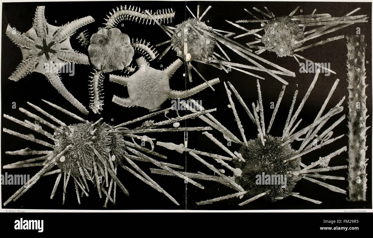 *Echinodermes* (Astéries, Ophiures et Échinides) (1912) focuses on ...