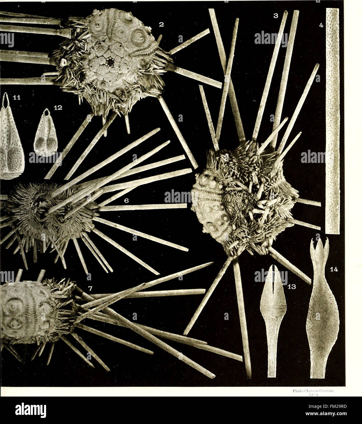 Echinodermes (astC3A9ries, ophiures et C3A9chinides) (1912 Stock Photo ...