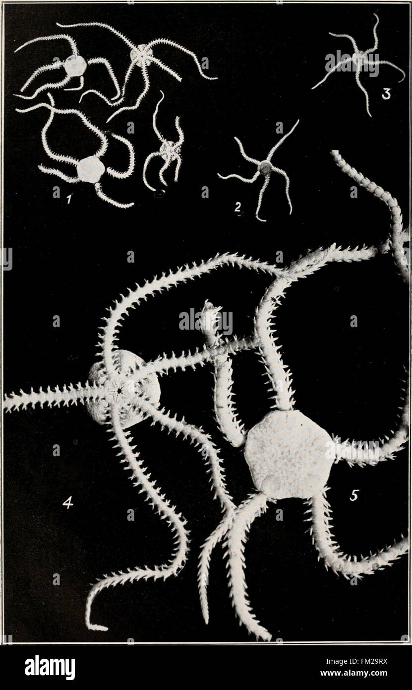 Echinoderms of Connecticut (1912 Stock Photo - Alamy