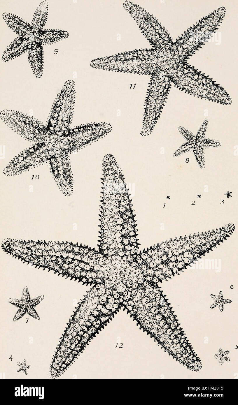 This work provides a study of echinoderm species found in Connecticut ...
