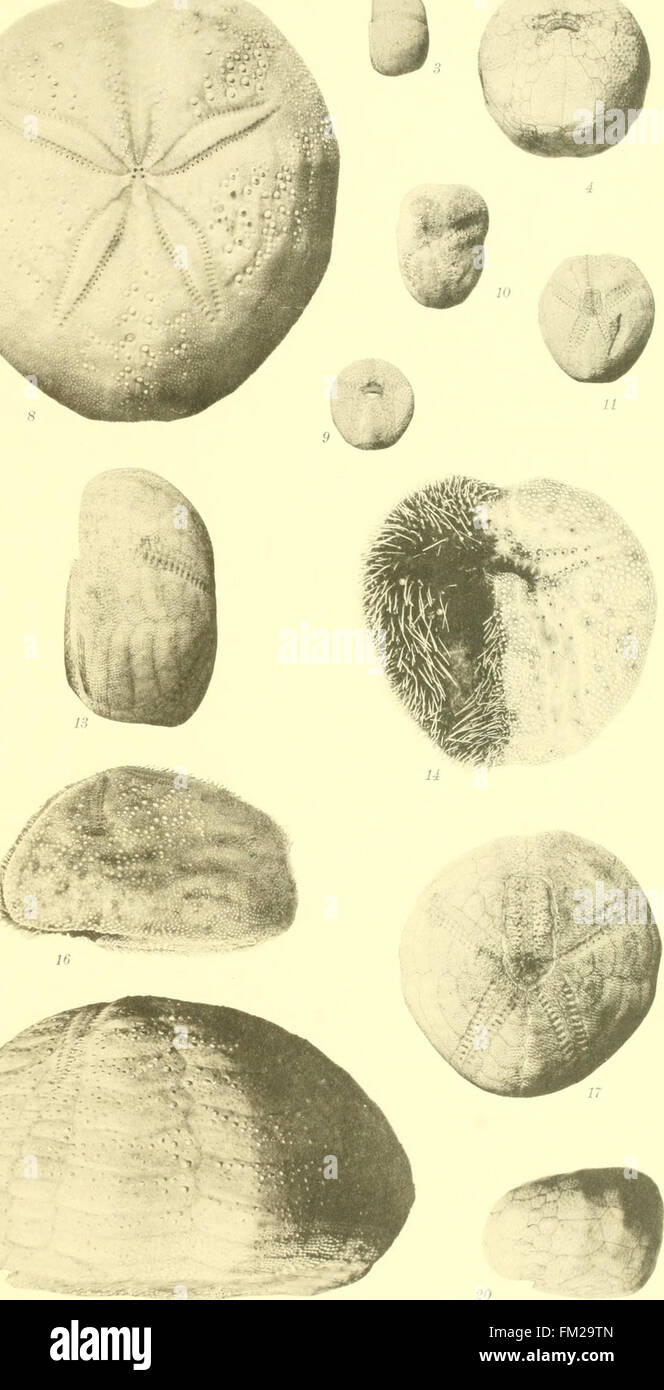 'Echinoidea' (1903) provides a detailed study on echinoderms ...