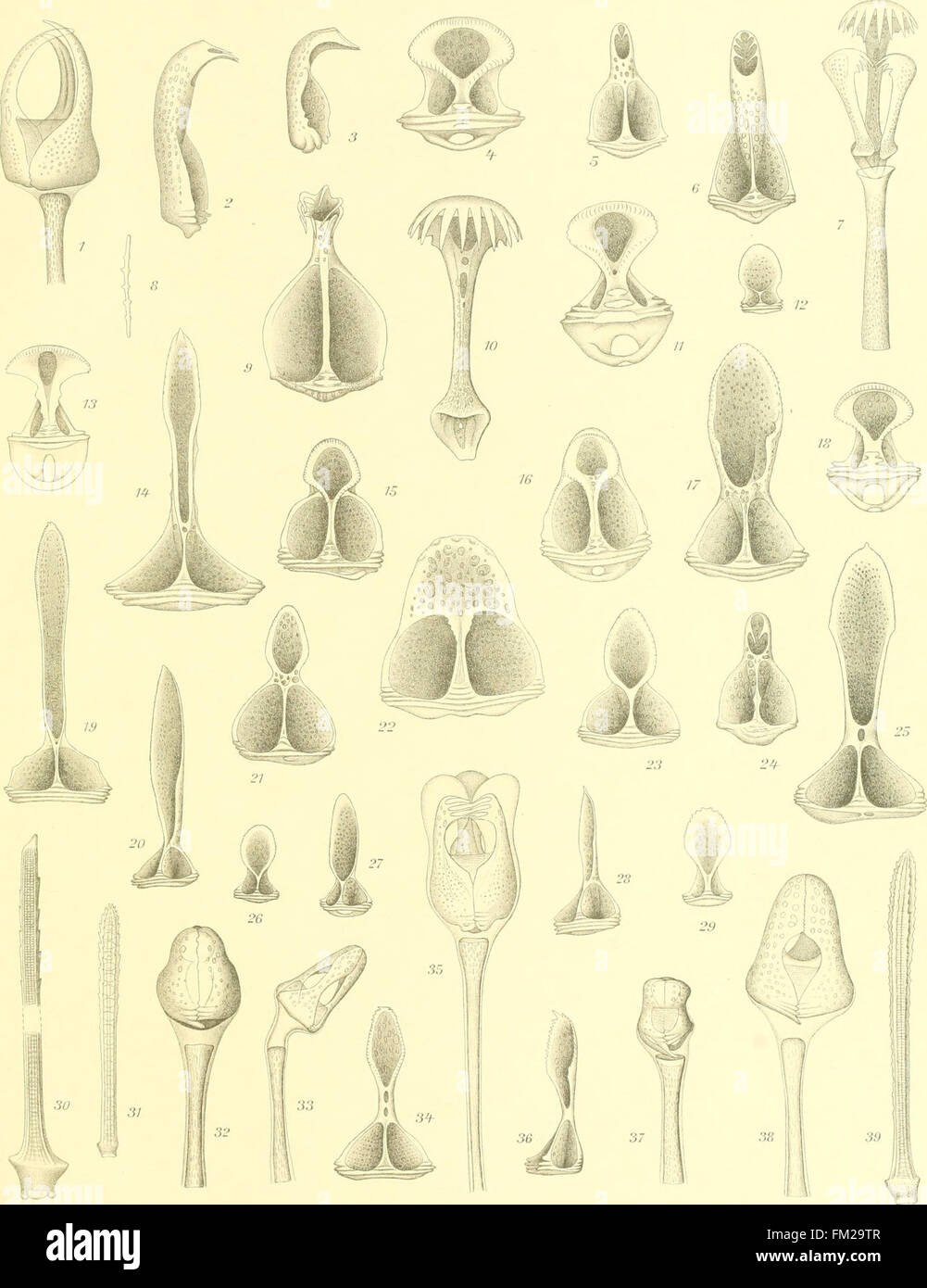 A study of echinoids, including sea urchins, detailing their anatomical ...