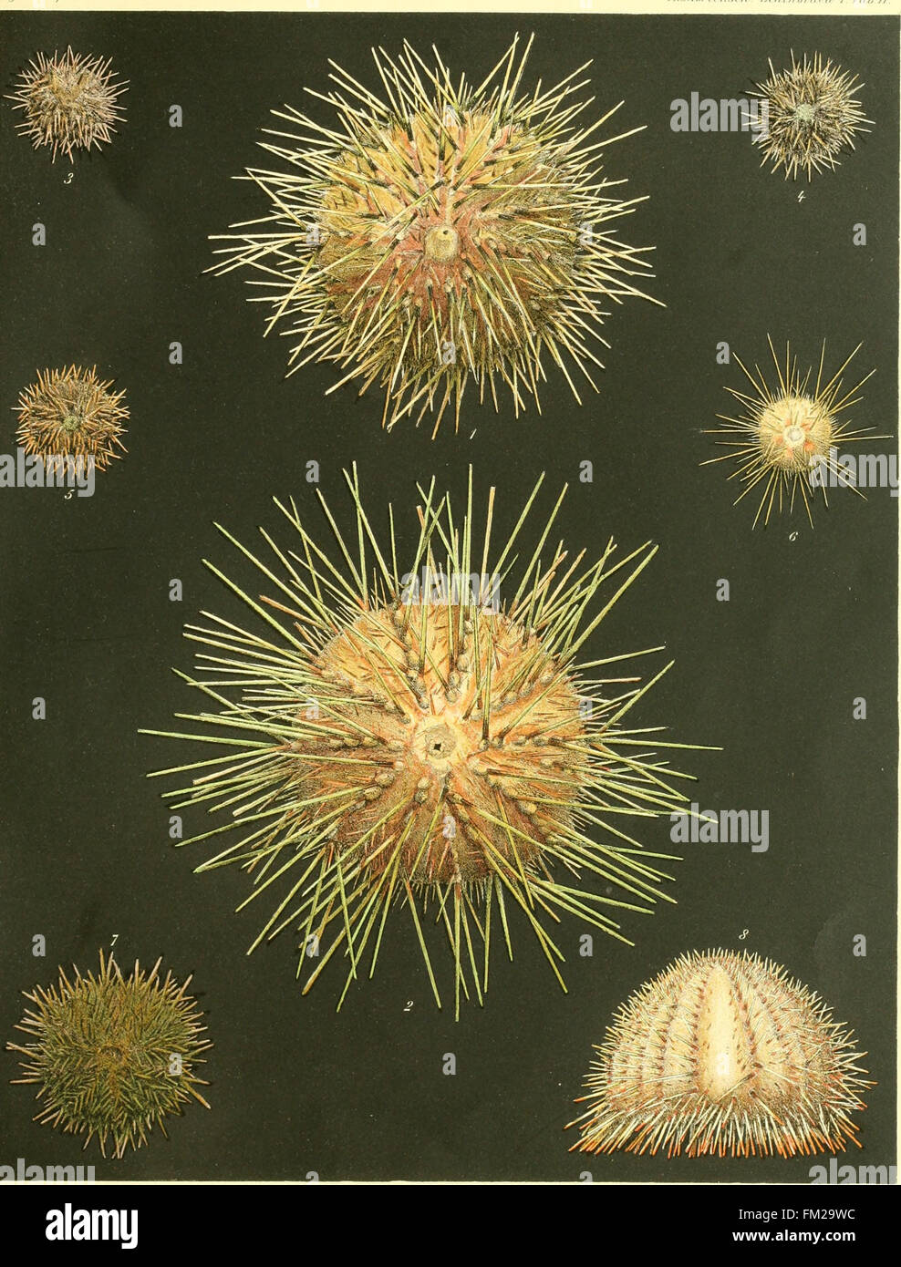 The 1903 work 'Echinoidea' presents a detailed study of echinoderms ...