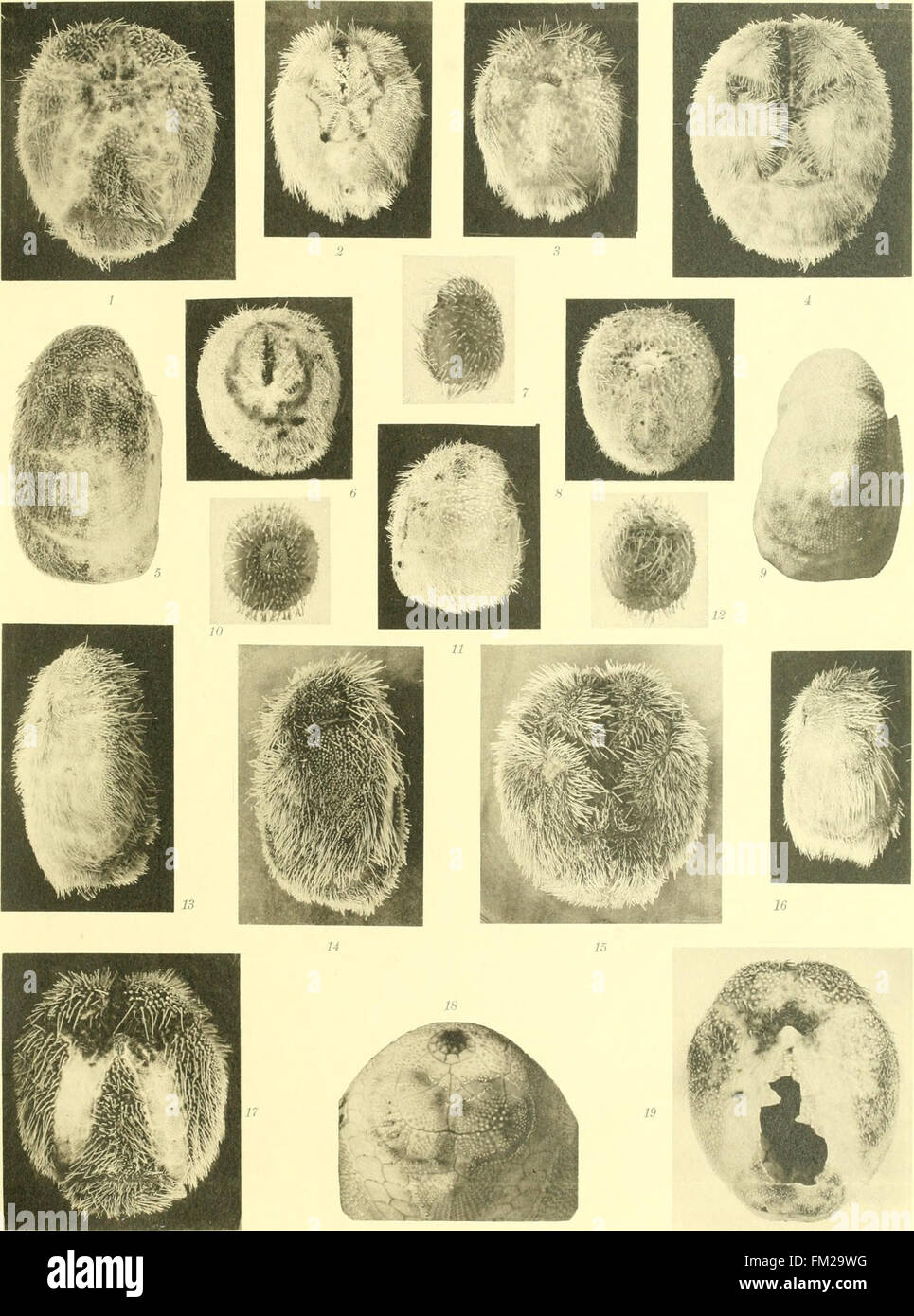 'Echinoidea' (1903) examines the taxonomy and biology of echinoids ...