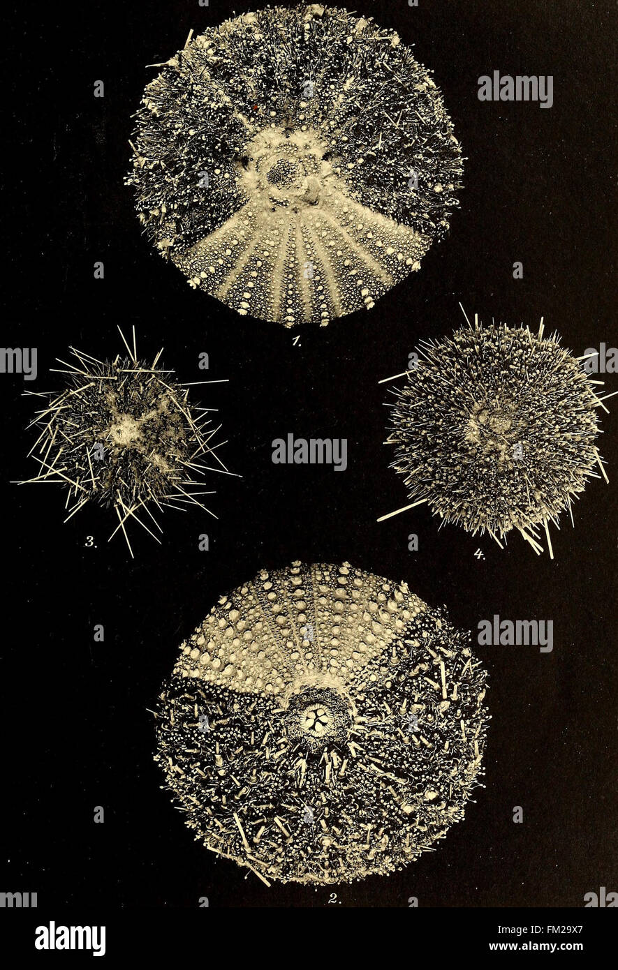 The 1910 study of Echinoidea from the Swedish South Polar Expedition ...