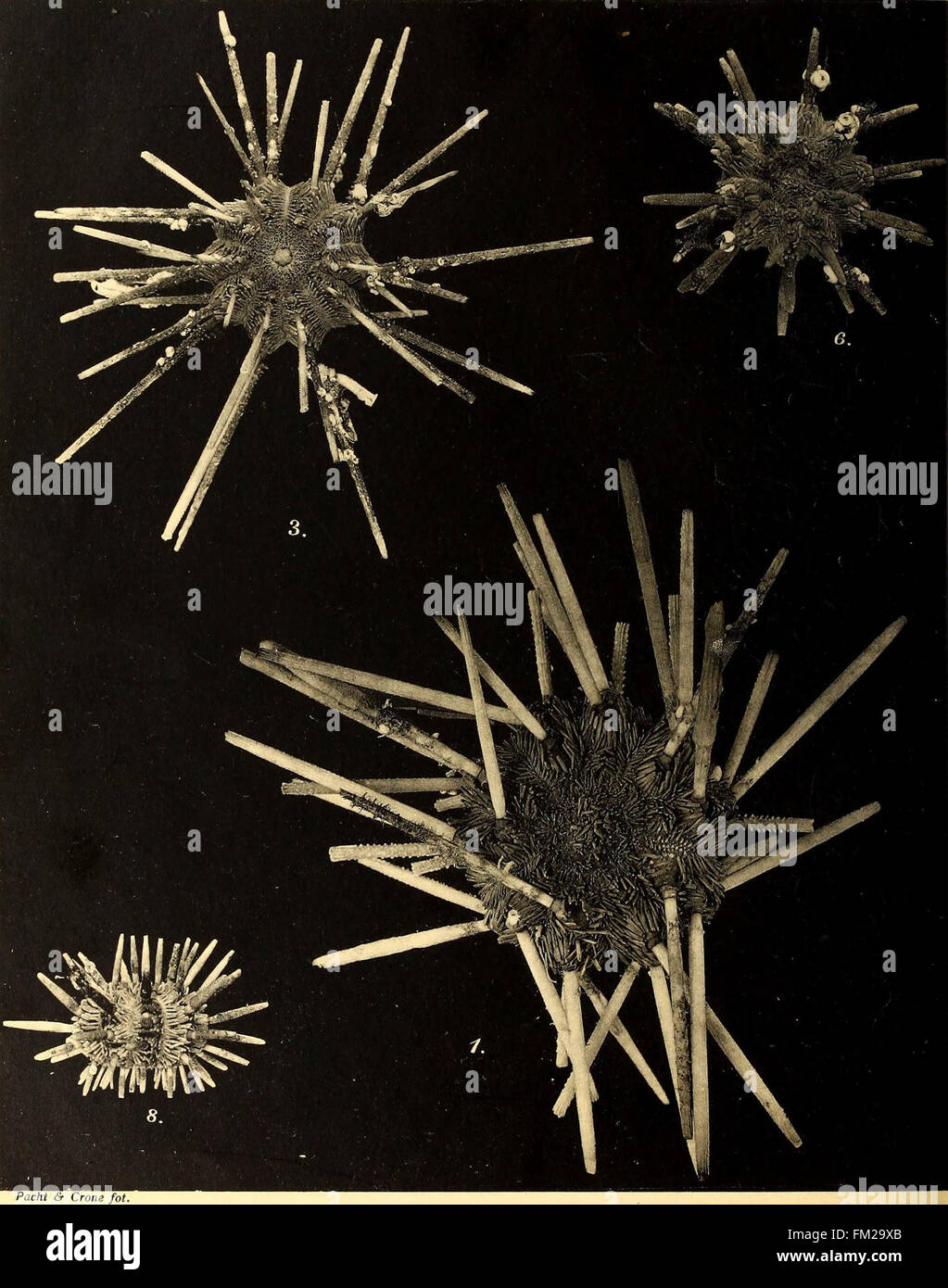 A study detailing the echinoid species collected during the Swedish ...