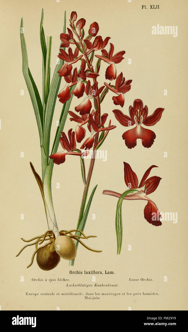 This album provides detailed illustrations of orchids native to Central ...