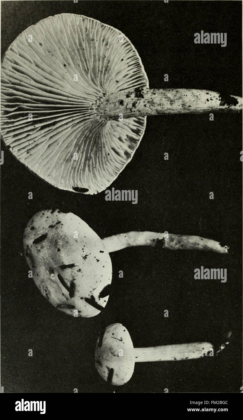 A comprehensive guide to edible and poisonous mushrooms found in Canada ...