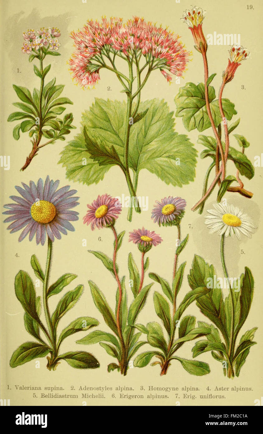 This plate from the book Alpen-Flora showcases various mountain plants ...