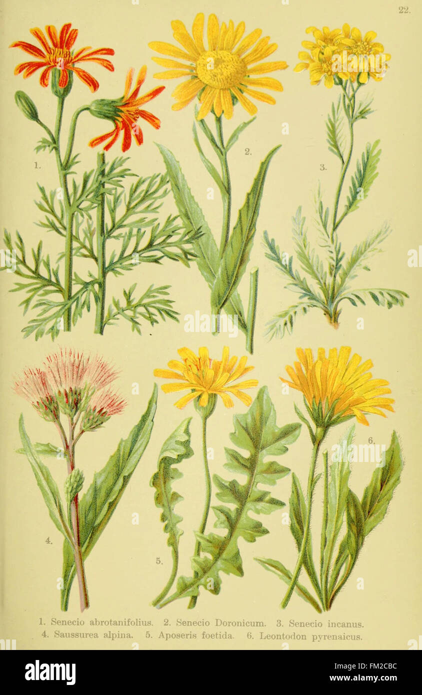 Plate 22 from 'Alpen-Flora' offers an illustration of mountain plants ...
