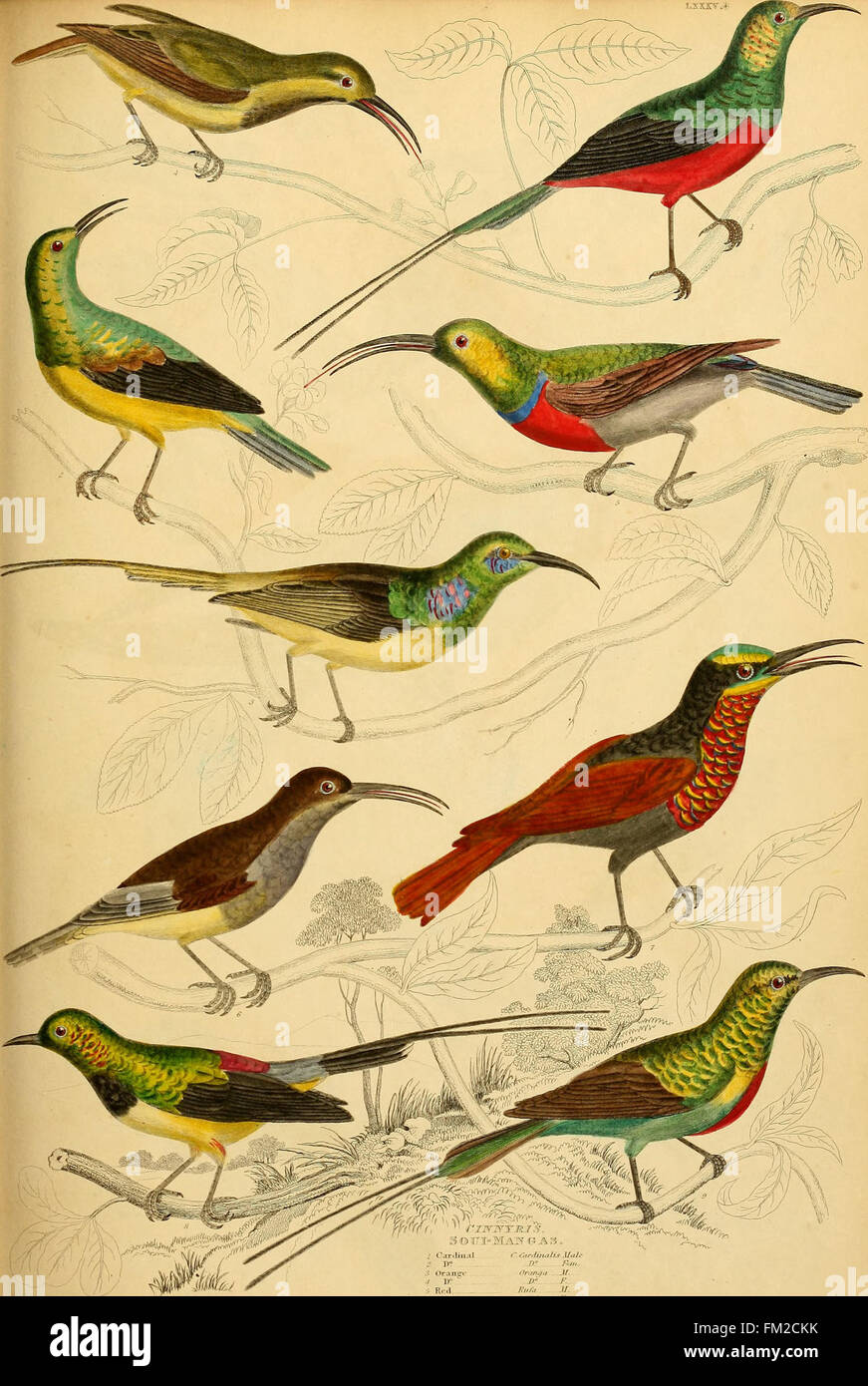 The Edinburgh Journal of Natural History and Physical Sciences (1835 ...