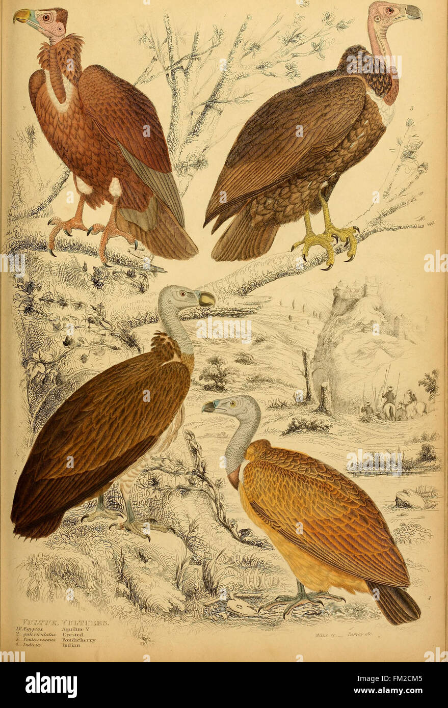 The Edinburgh Journal of Natural History and Physical Sciences (1835 ...