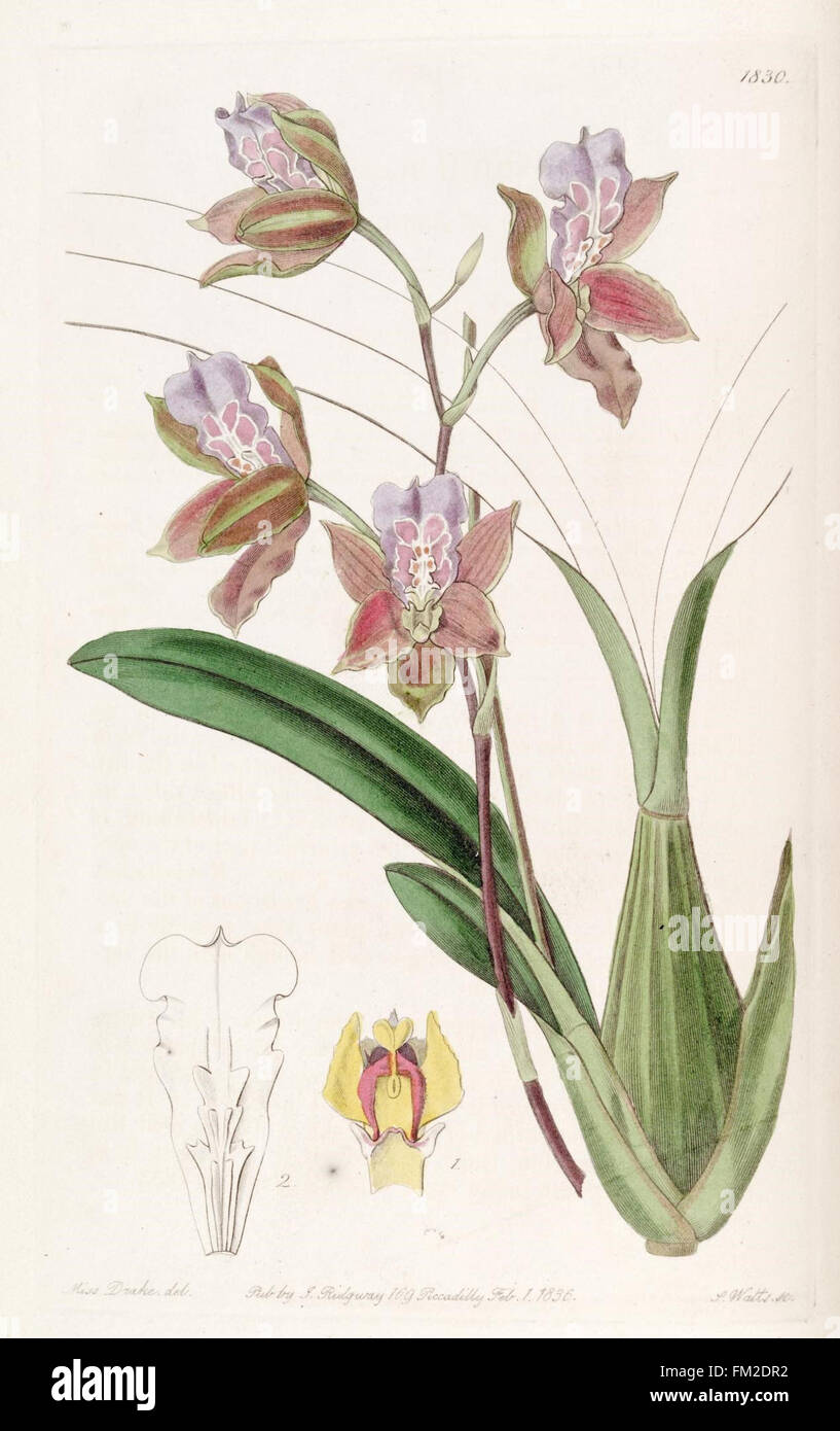 A 19th-century botanical work titled *Edwards's Botanical Register ...