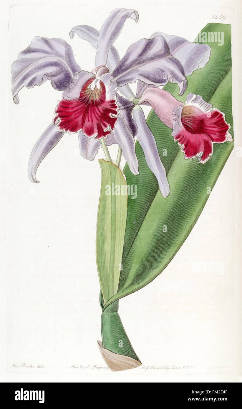 Plate 1859 from 'Edwards's Botanical Register' (1829) depicts ...