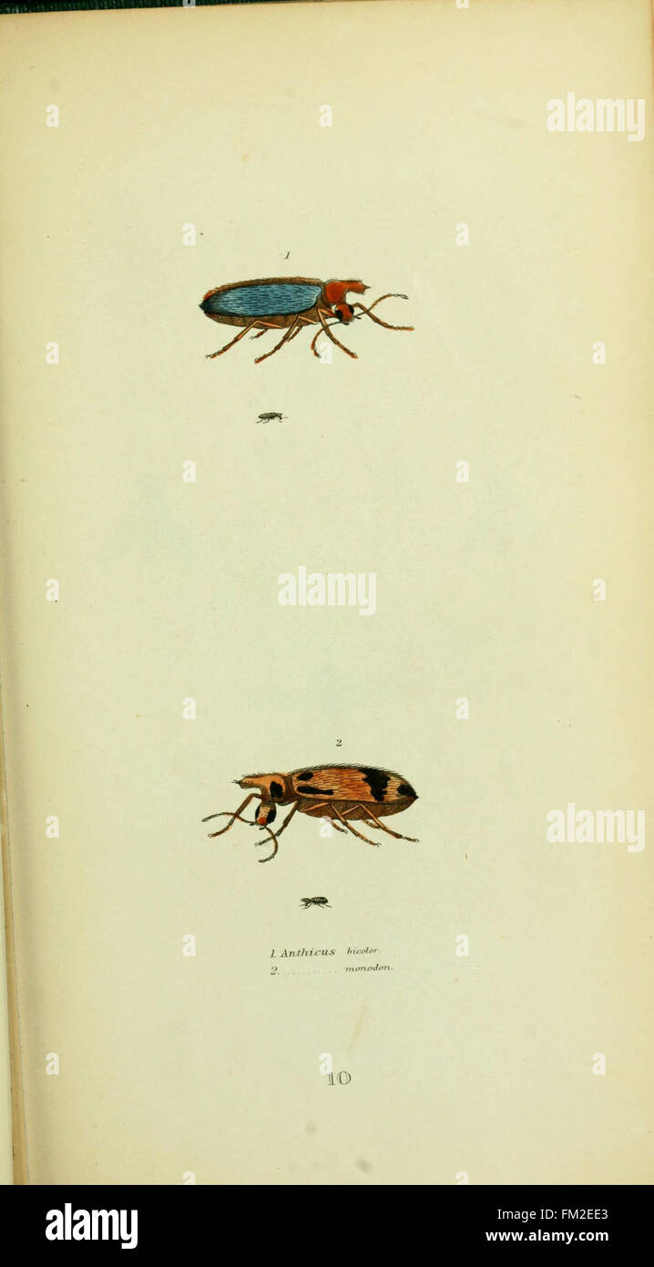 *American Entomology* provides detailed illustrations of insect species ...